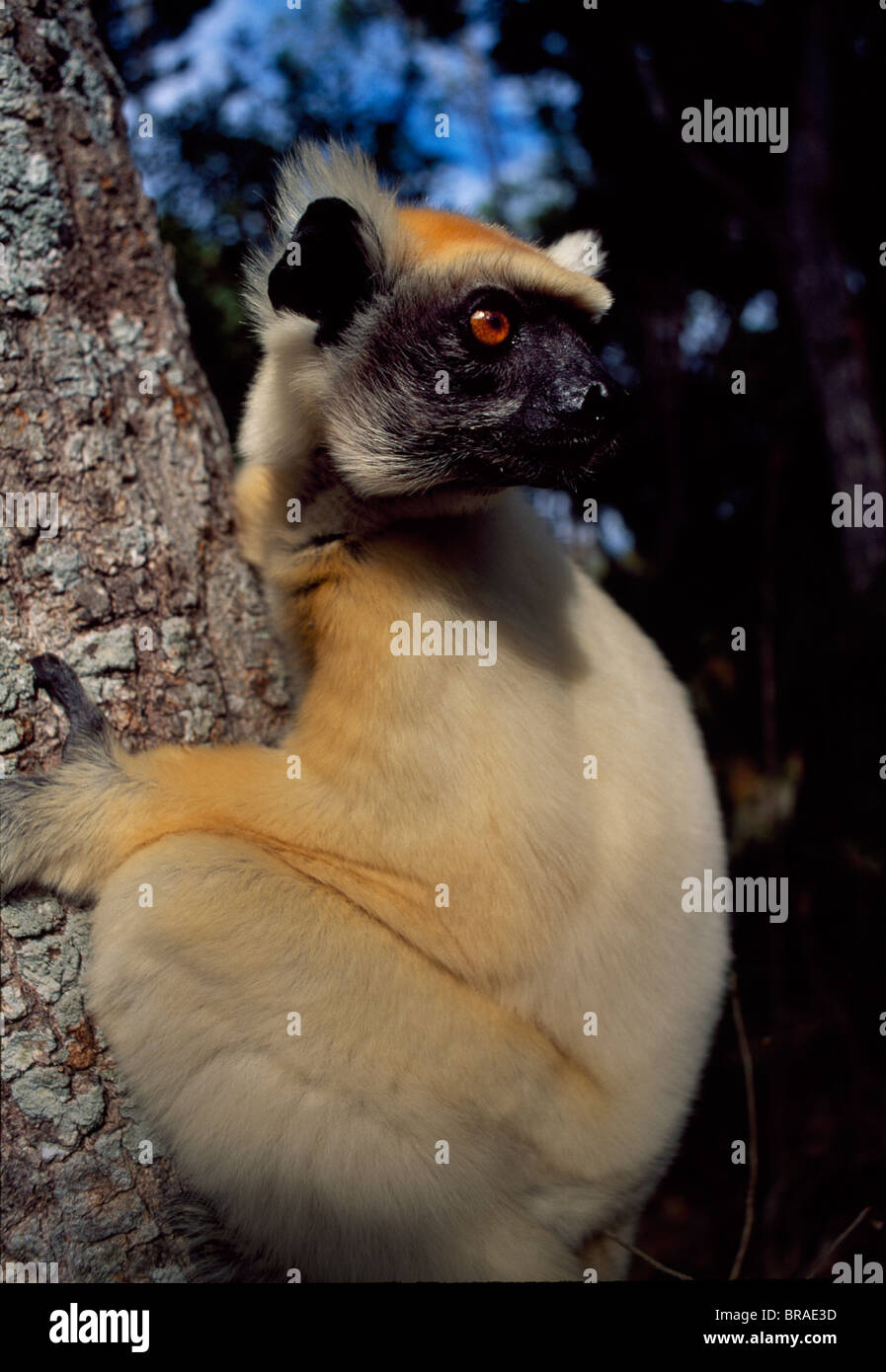 Golden-crowned Sifaka (Propithecus tattersalli), an endangered species ...