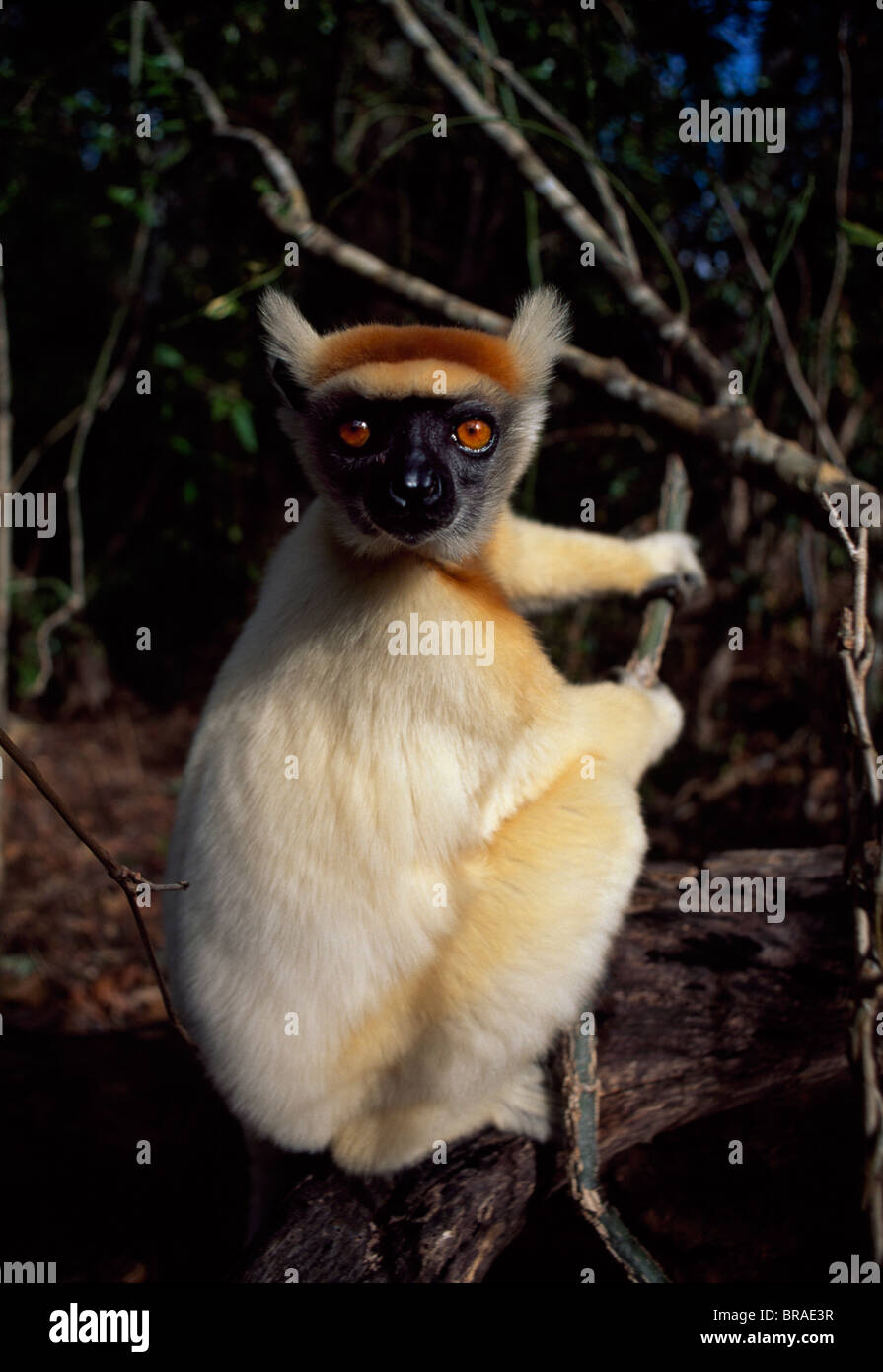 Golden-crowned Sifaka (Propithecus tattersalli), an endangered species ...