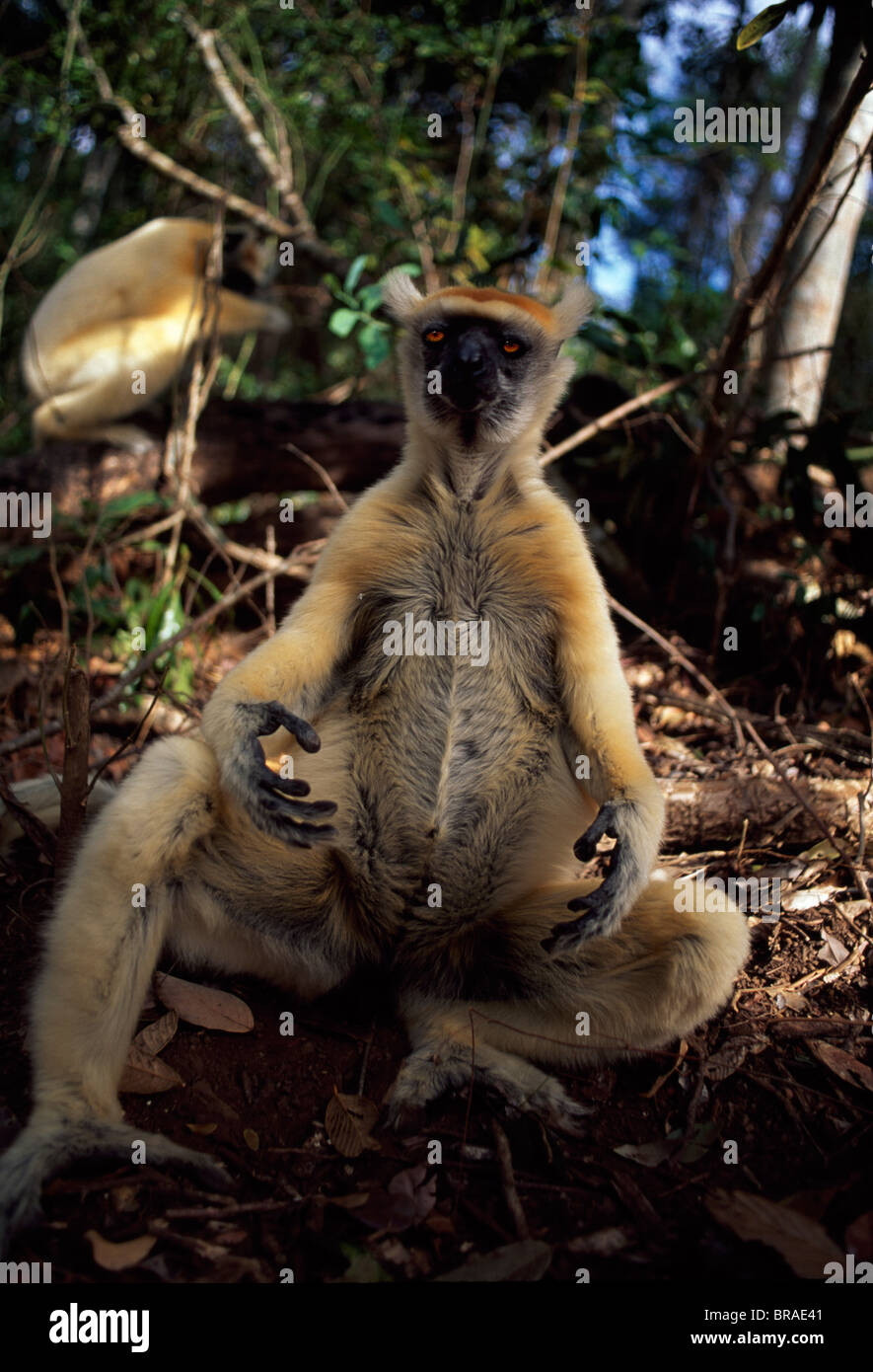 Golden Crowned Sifaka Lemur