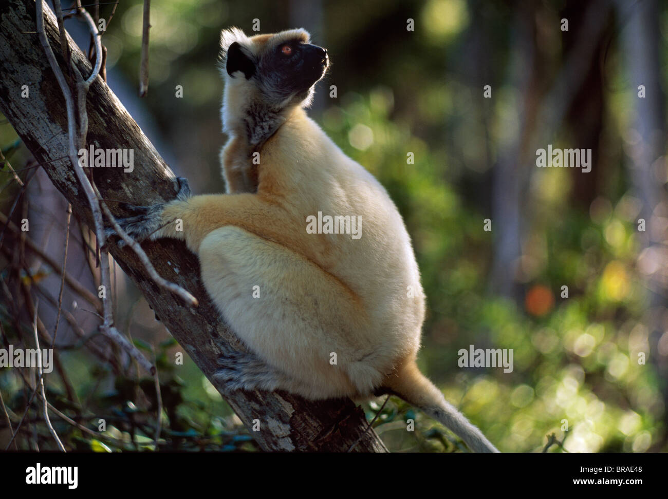 Golden-crowned Sifaka (Propithecus tattersalli), an endangered species ...
