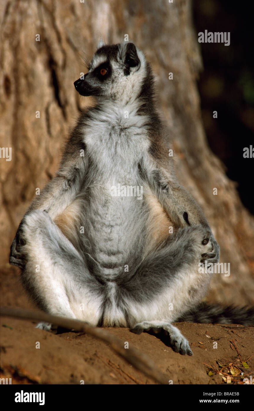 Lemur sunbathing hi-res stock photography and images - Alamy