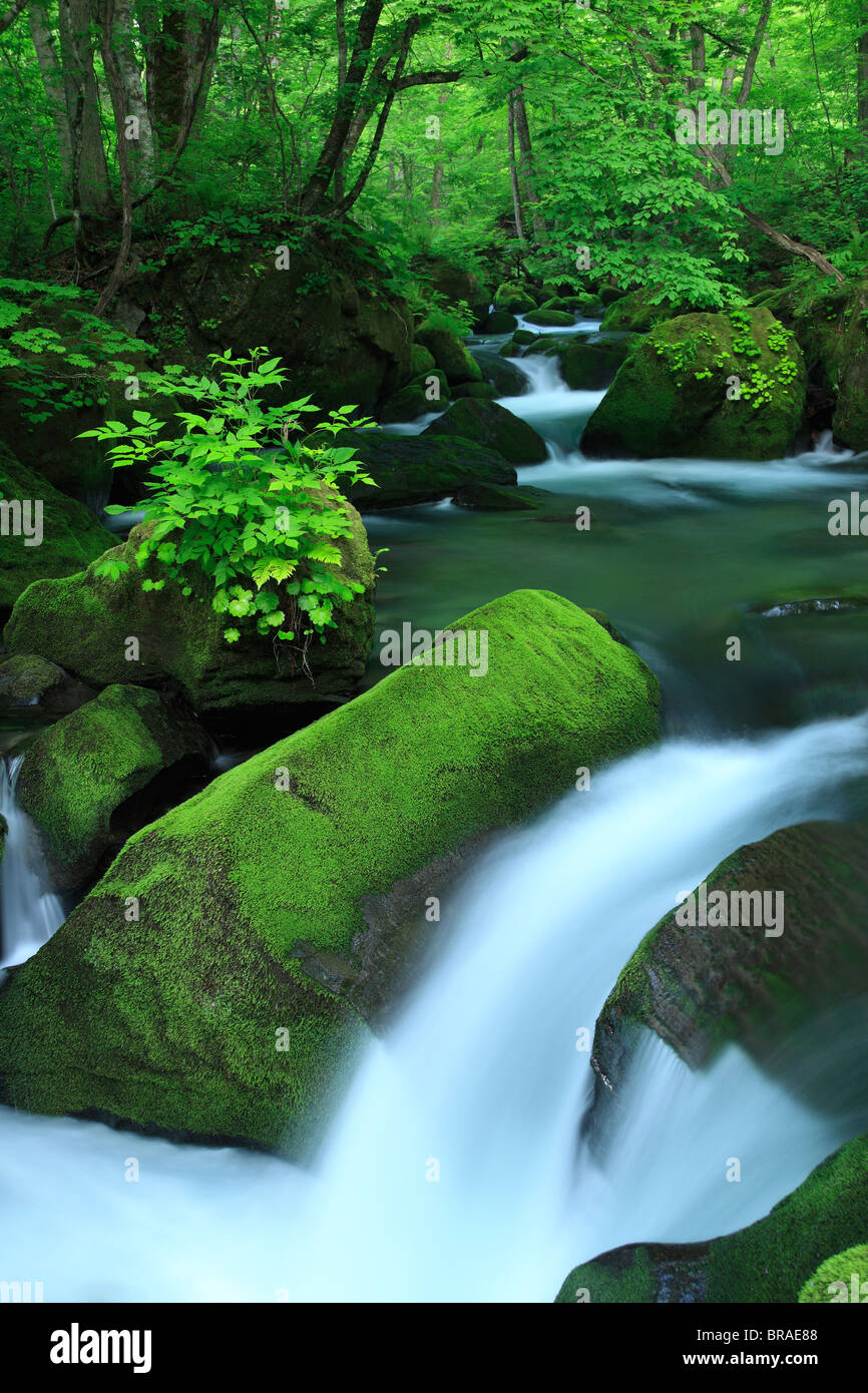 water spring in forest Stock Photo - Alamy