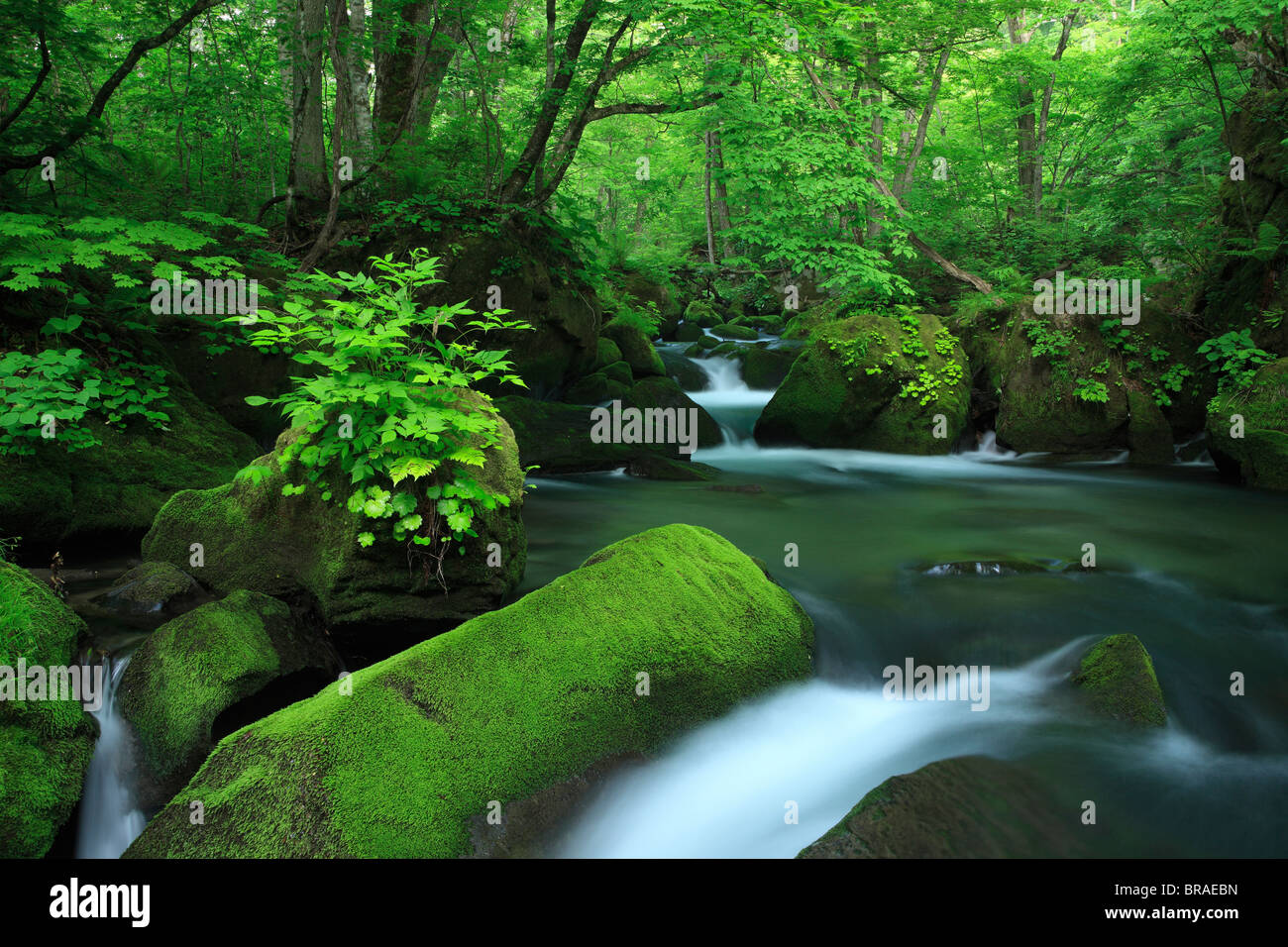 water spring in forest Stock Photo - Alamy