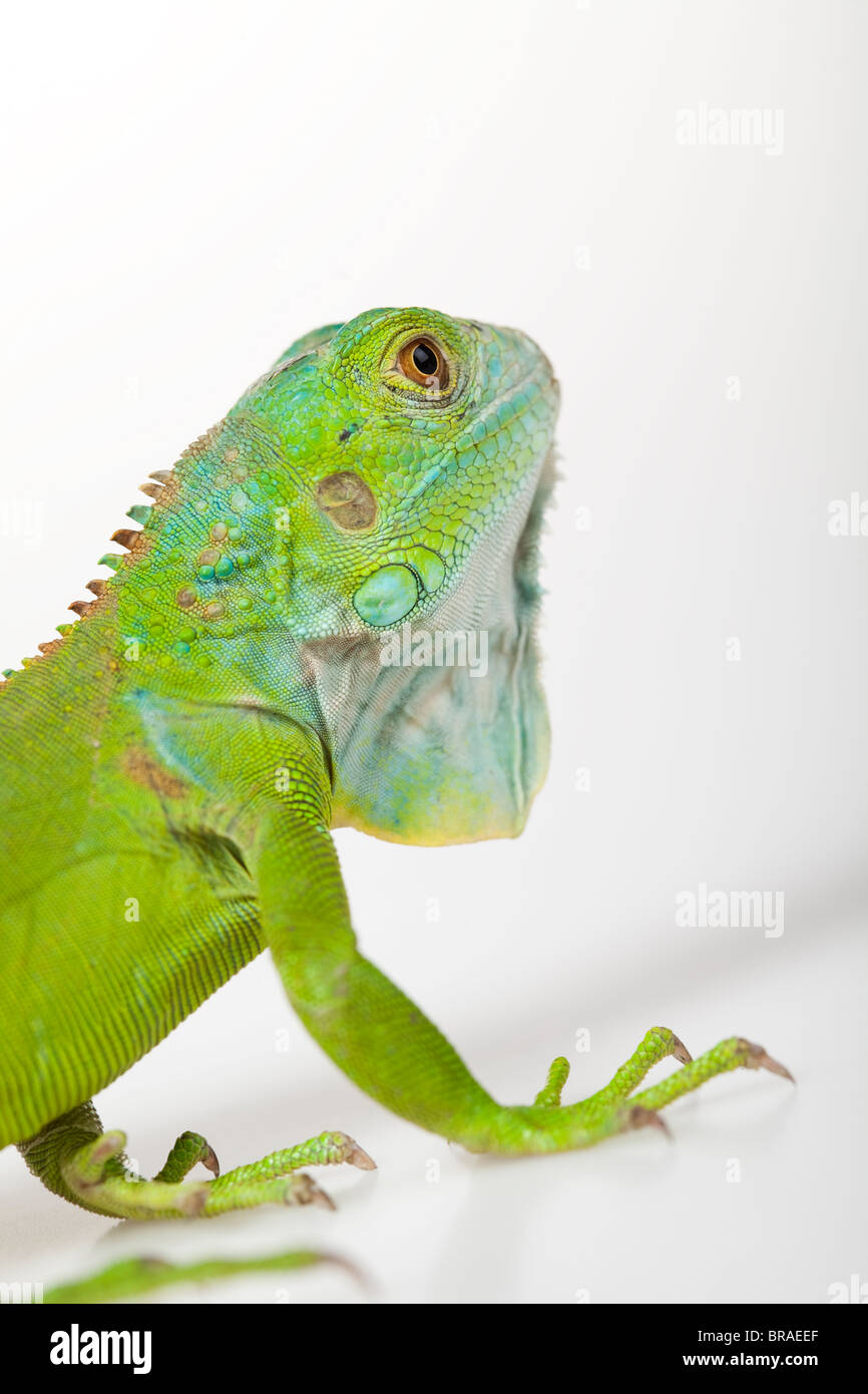 animal,gecko,leopard, lizard,reptile, reptilian Stock Photo - Alamy