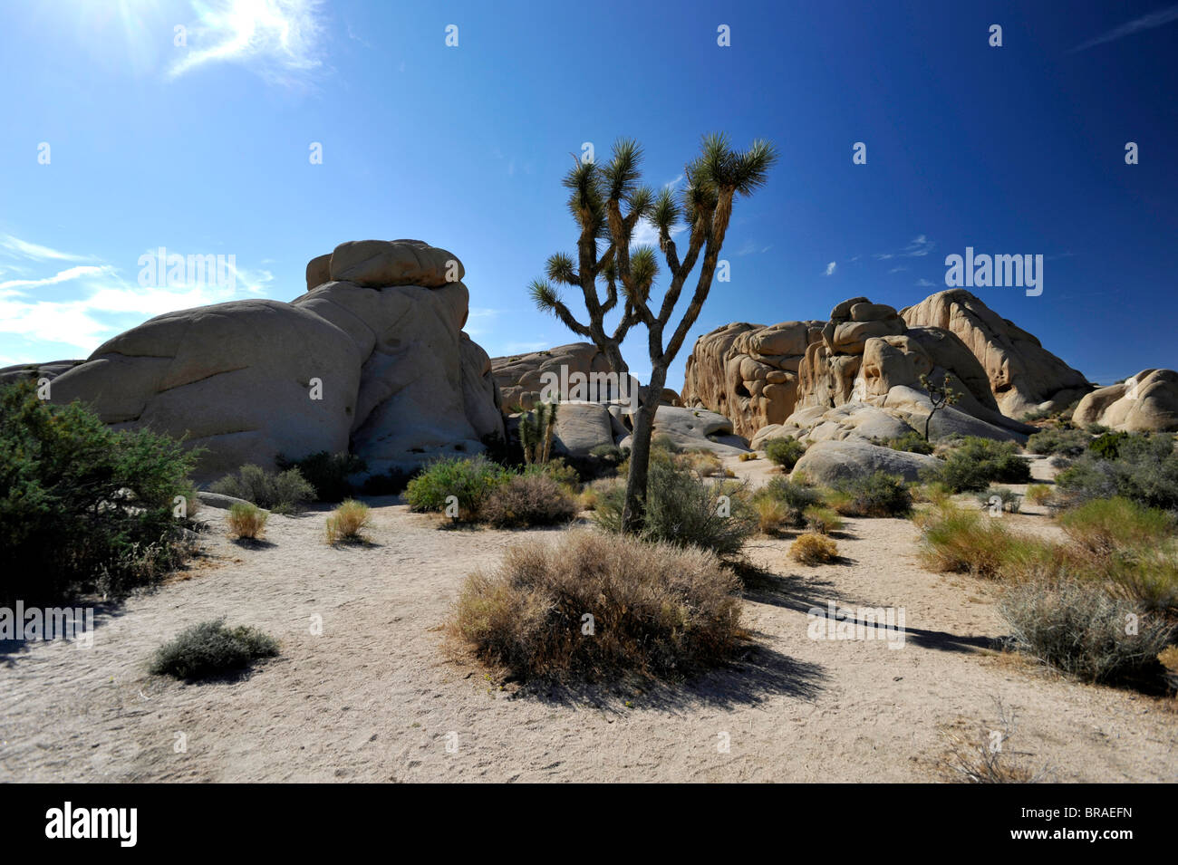 Dead joshua tree hi-res stock photography and images - Alamy