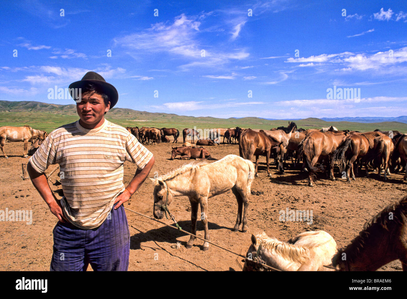 Native Horseman at Horse Ranch in the Nomadic Country of Mongolia Stock ...