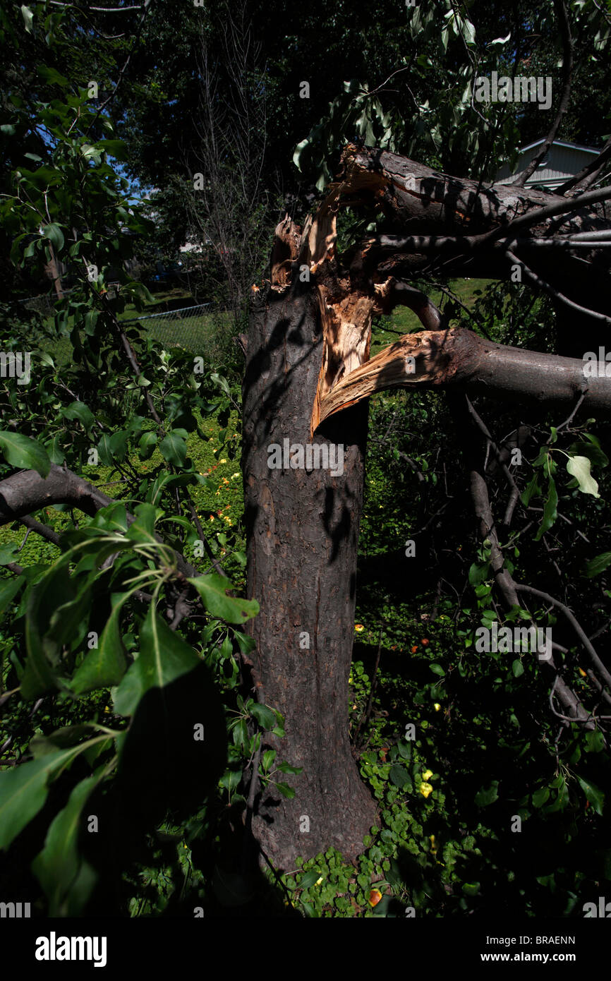 Apple Tree Damage High Resolution Stock Photography and Images - Alamy