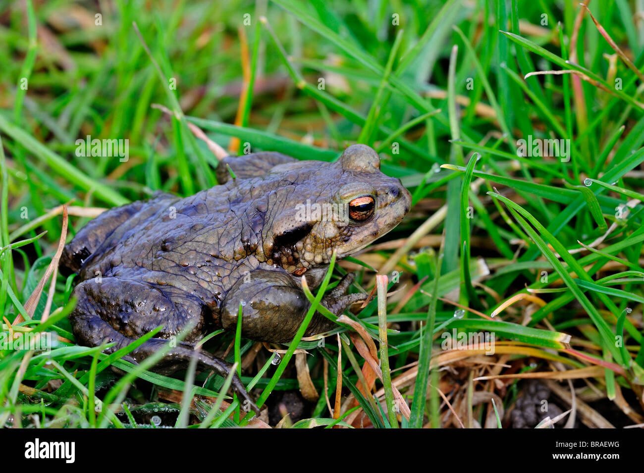 Walking common toads hi-res stock photography and images - Alamy