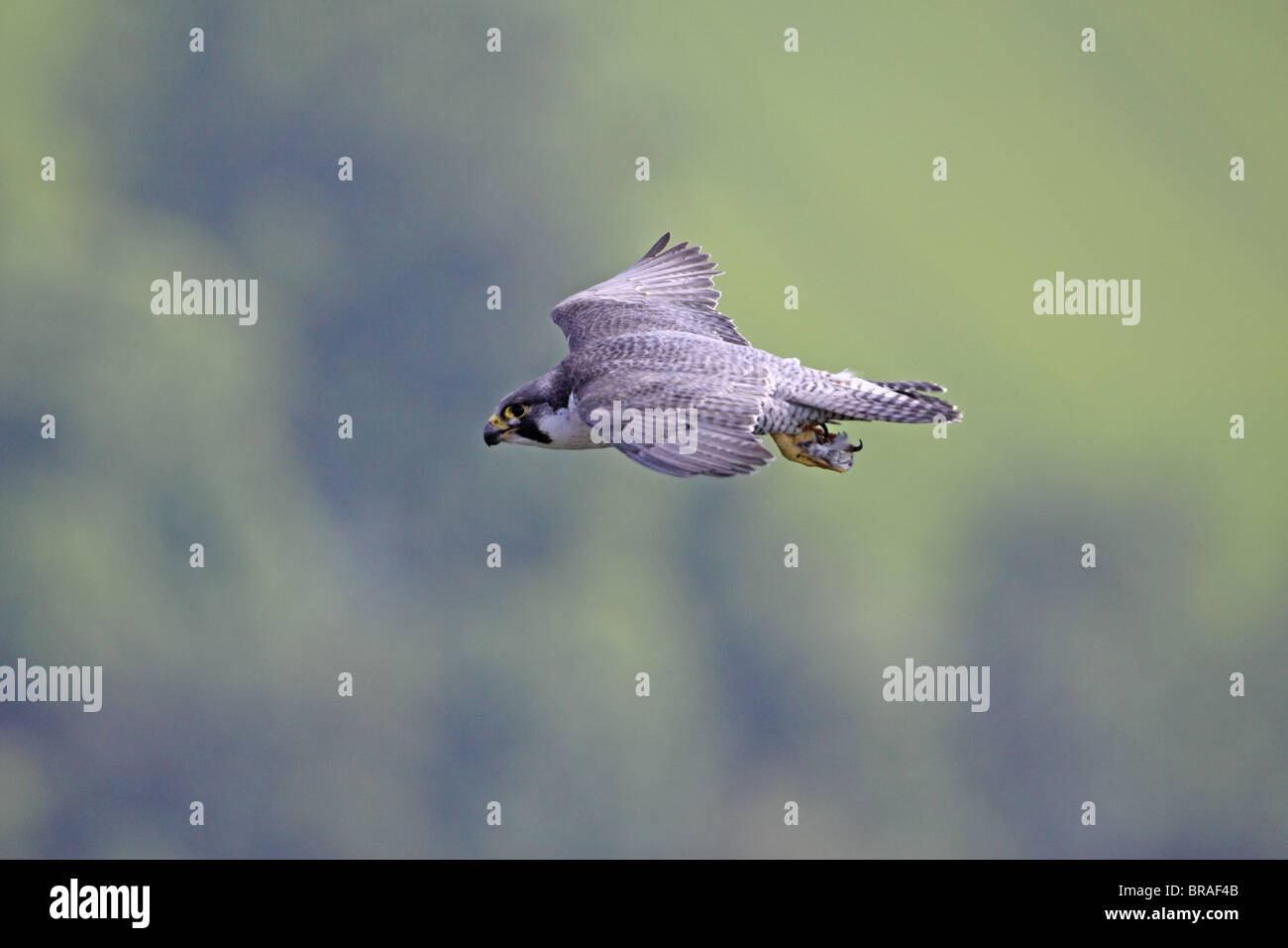 Peregrine Falcon, Falco peregrinus, in flight, by Perth Stock Photo - Alamy