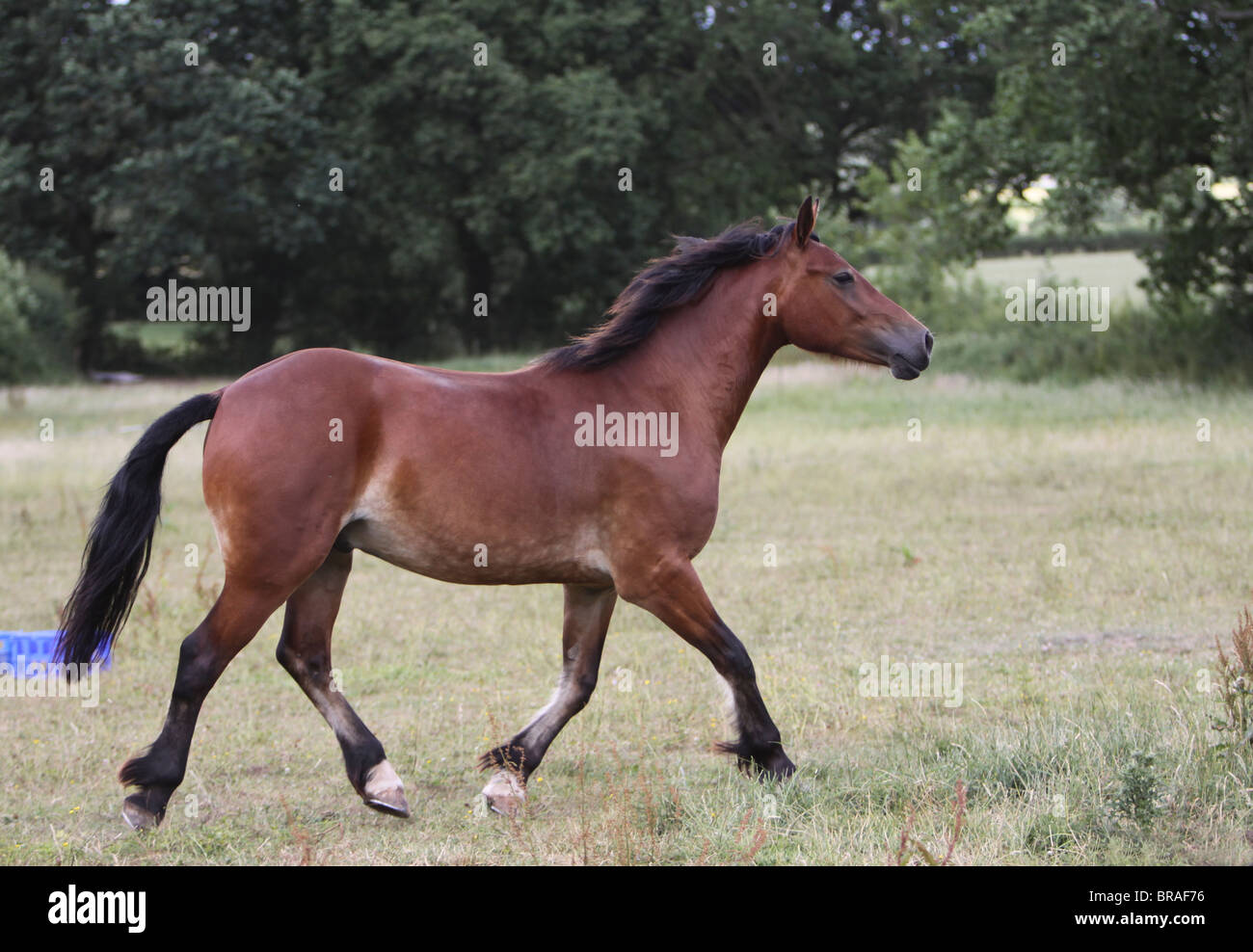 A beautiful bay Welsh Cob trotting in his field Stock Photo - Alamy