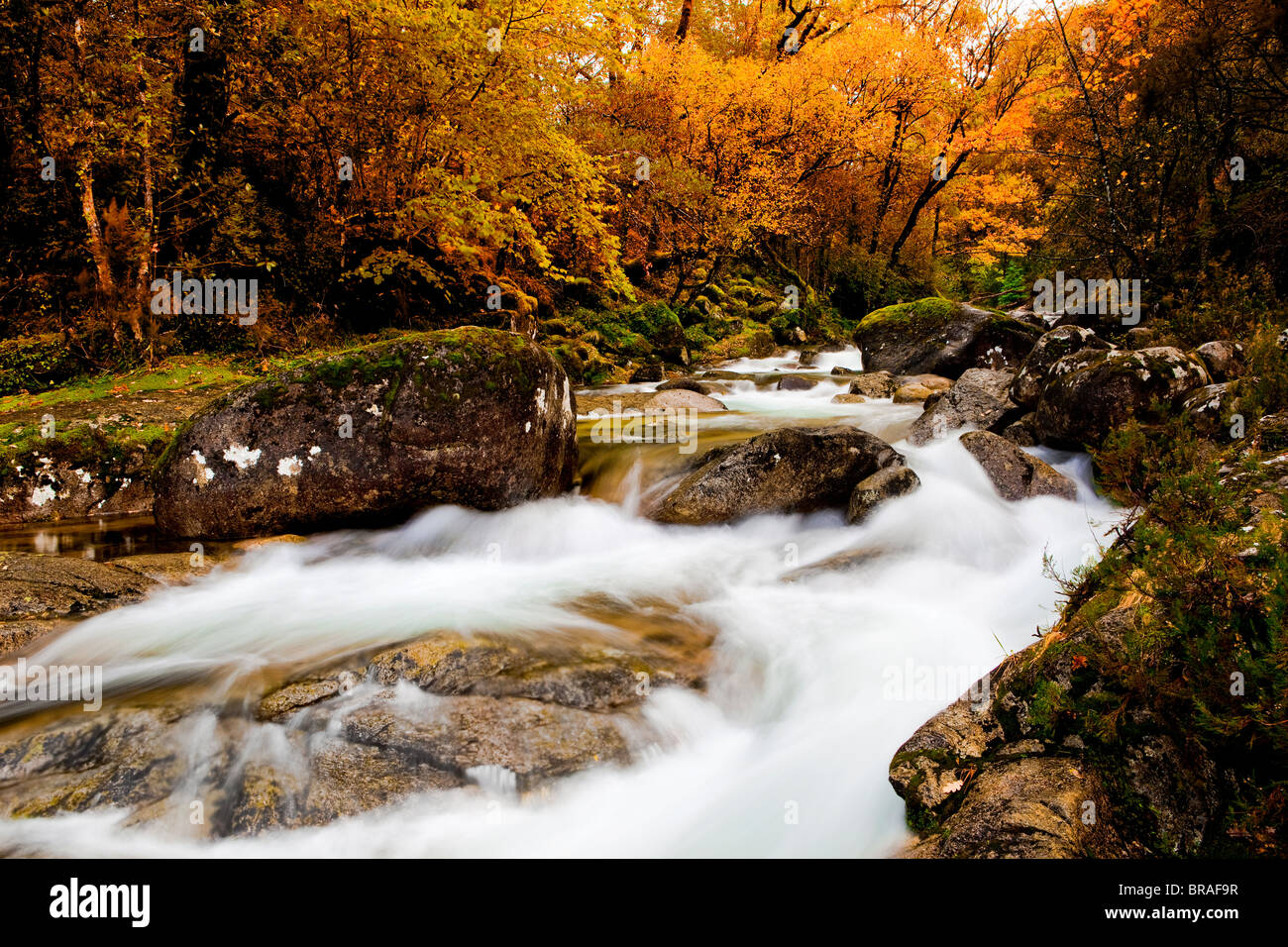 Beautiful river flowing by the forest during the Autumn season Stock ...