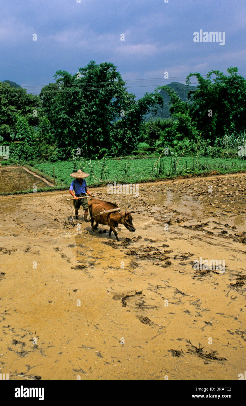 Farmer with oxen in rice fields of Guilin China Stock Photo - Alamy