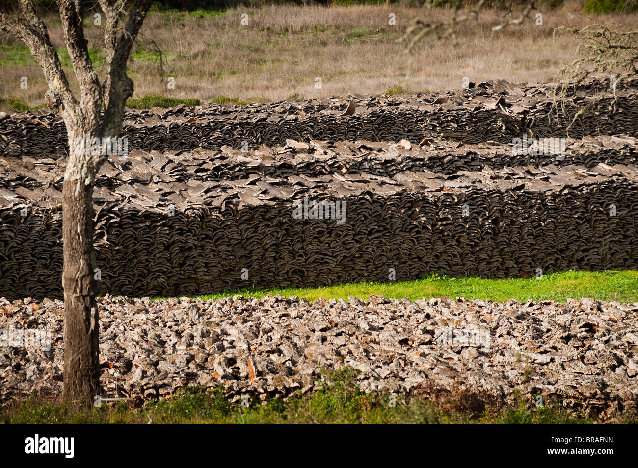 Cork drying, Chefchaouen, Morocco, North Africa, Africa Stock Photo - Alamy