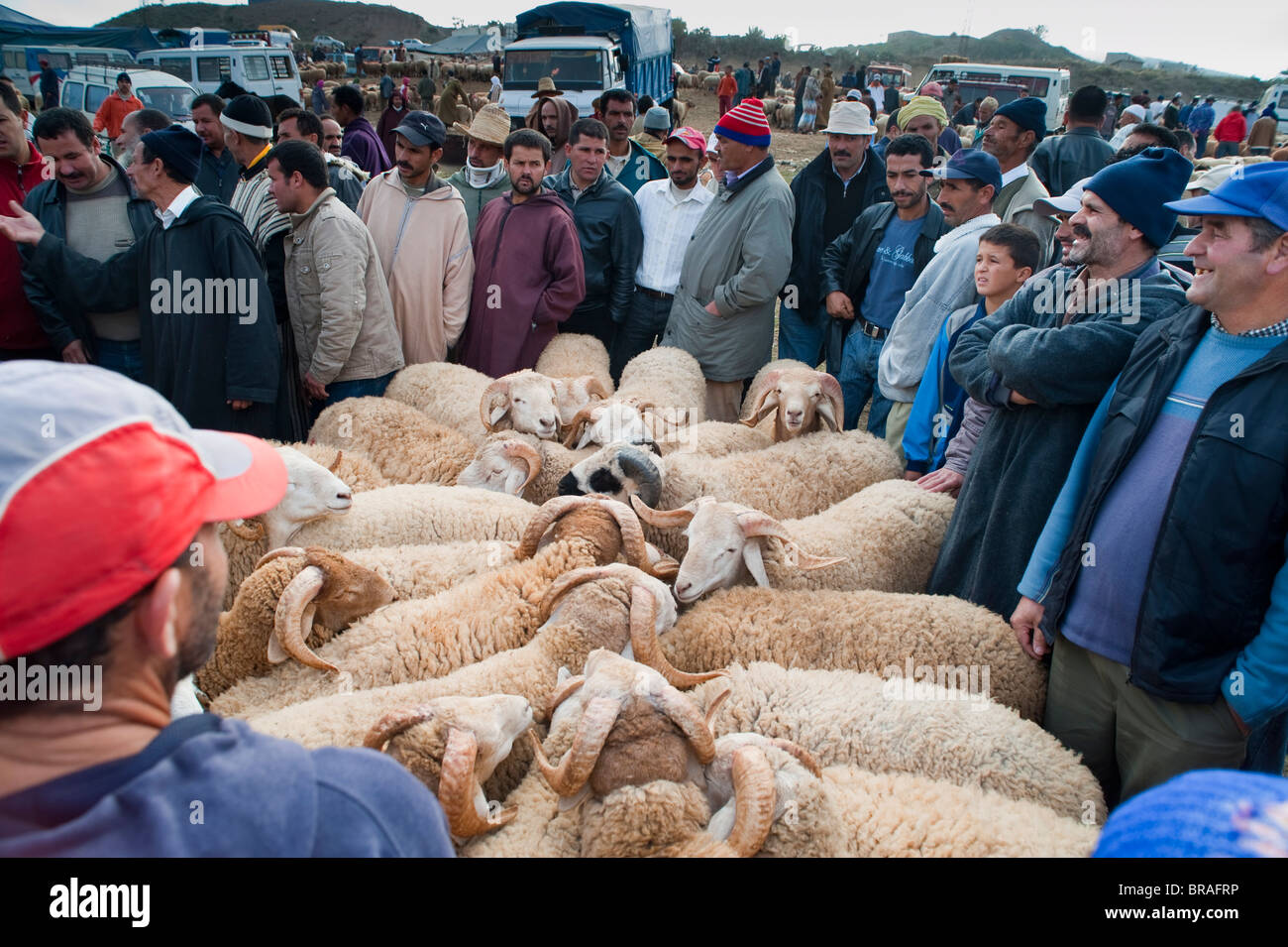 Sheep auction africa hi-res stock photography and images - Alamy