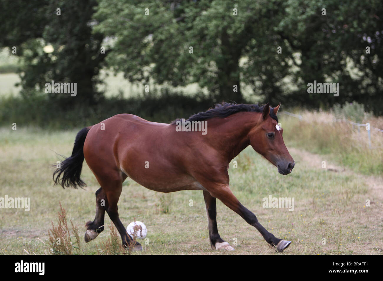 Bay cob horse in paddock hi-res stock photography and images - Alamy