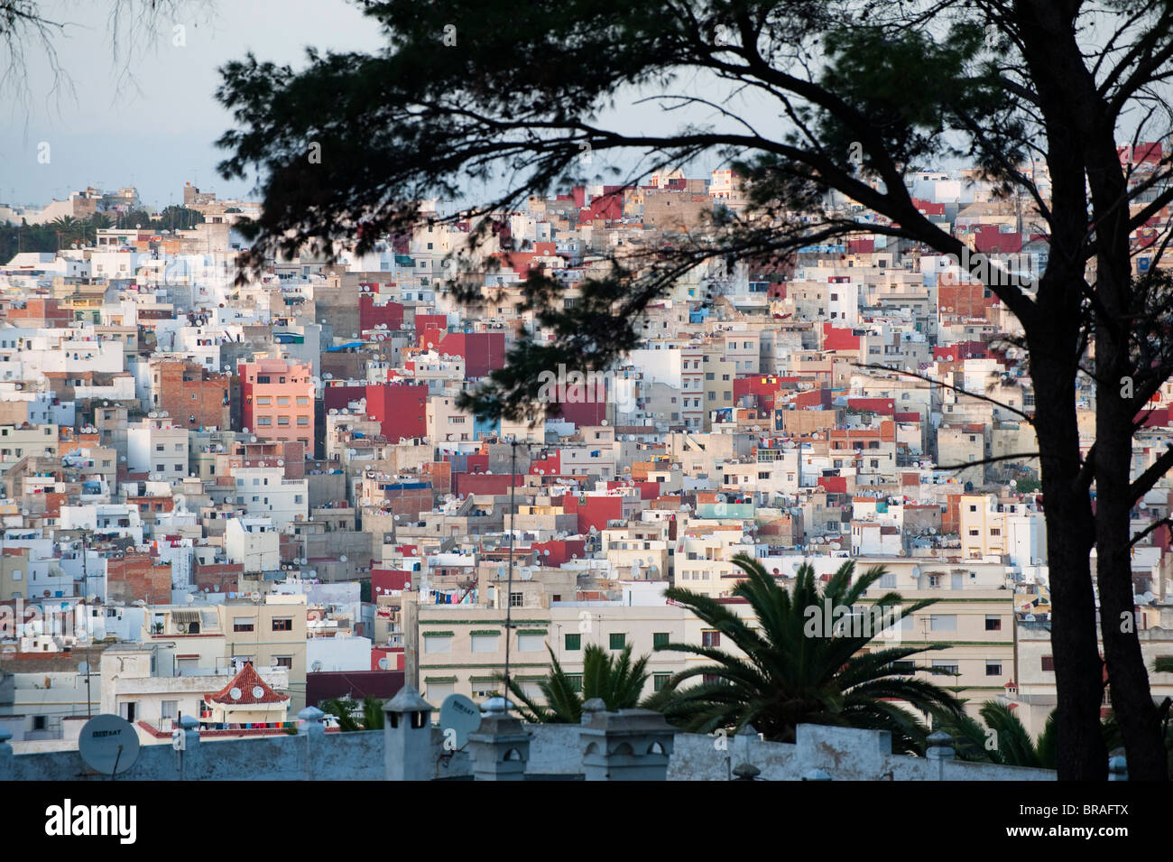 Town of Tangier from opposite hill through trees, Morocco, North Africa ...