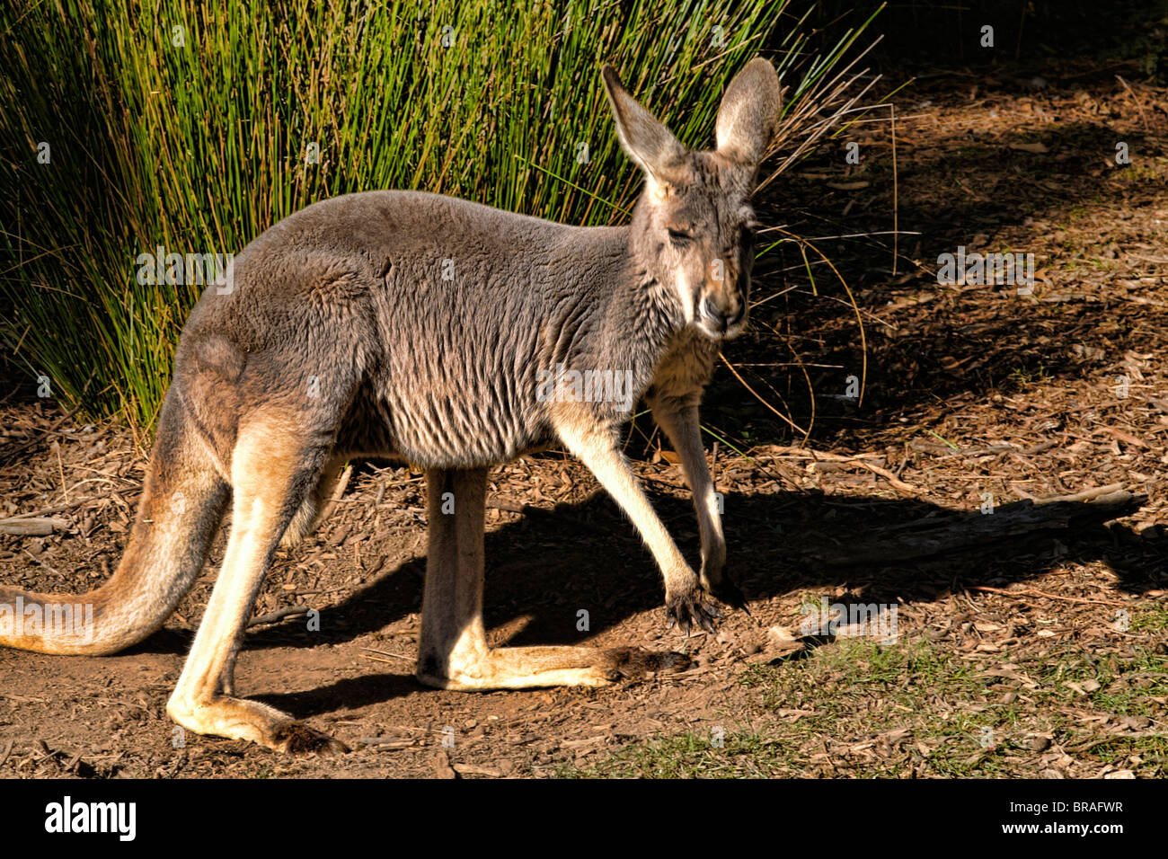 Red Kangaroo at Healesville Zoo in Healesville Australia Stock Photo ...