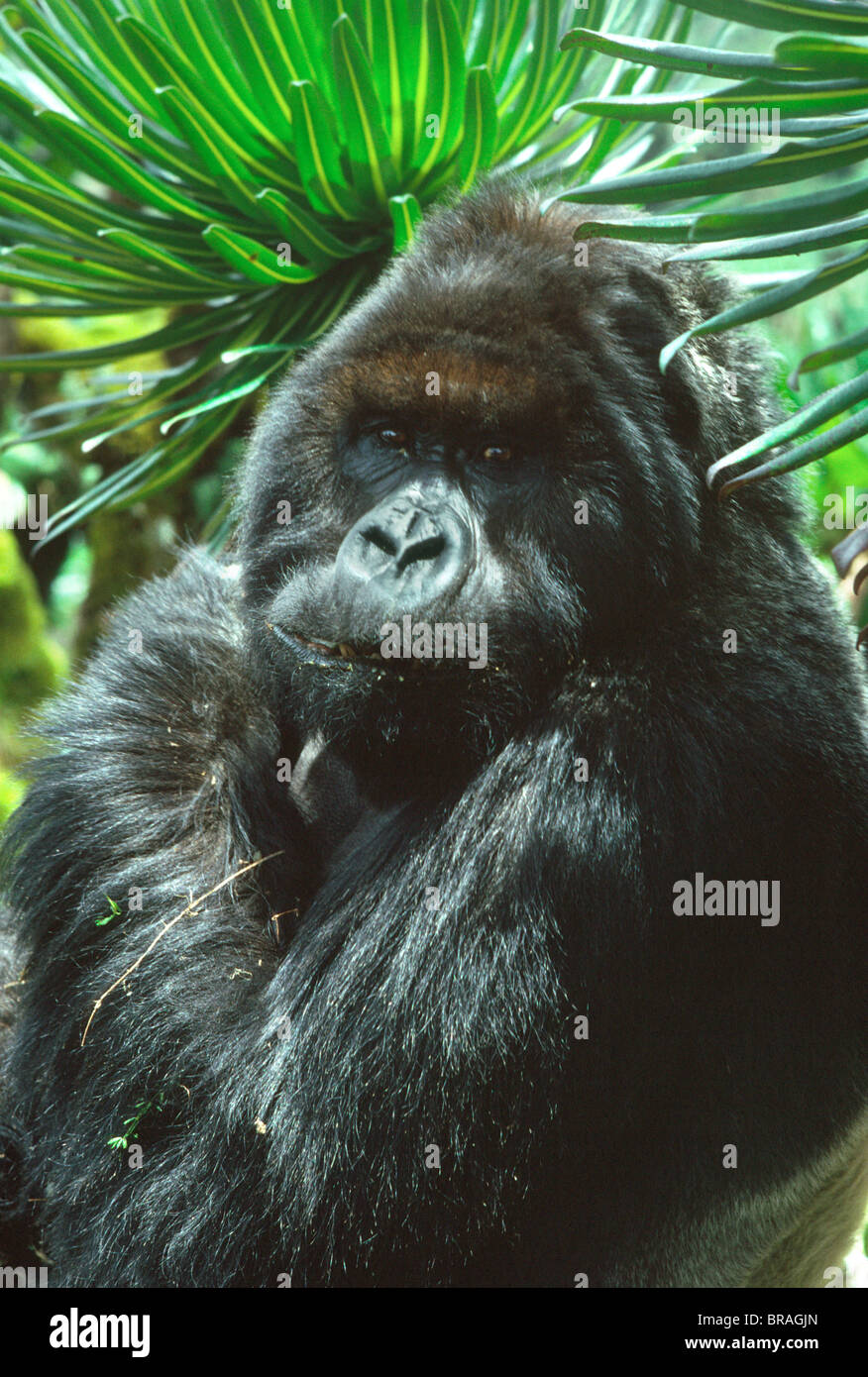 Silverback male Mountain Gorilla (Gorilla g. beringei) known as Peanuts ...