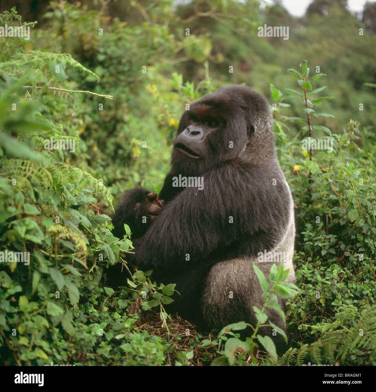 Silverback male Mountain Gorilla (Gorilla g. beringei), Virunga ...