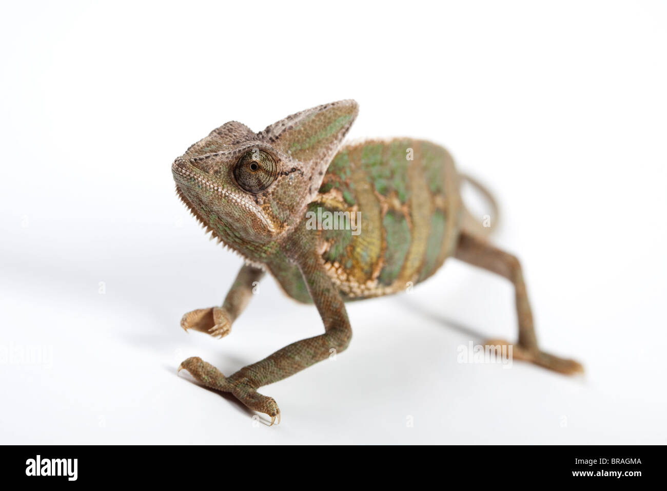 Chameleon isolated on white Stock Photo - Alamy
