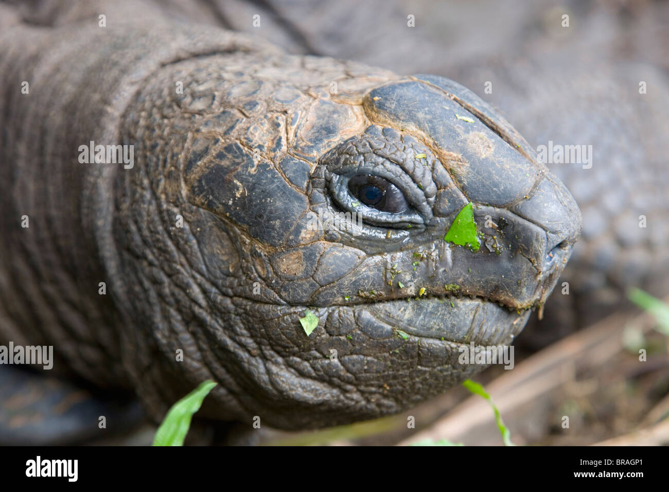 Head of Seychelles giant tortoise at the Jardin du Roi spice garden ...