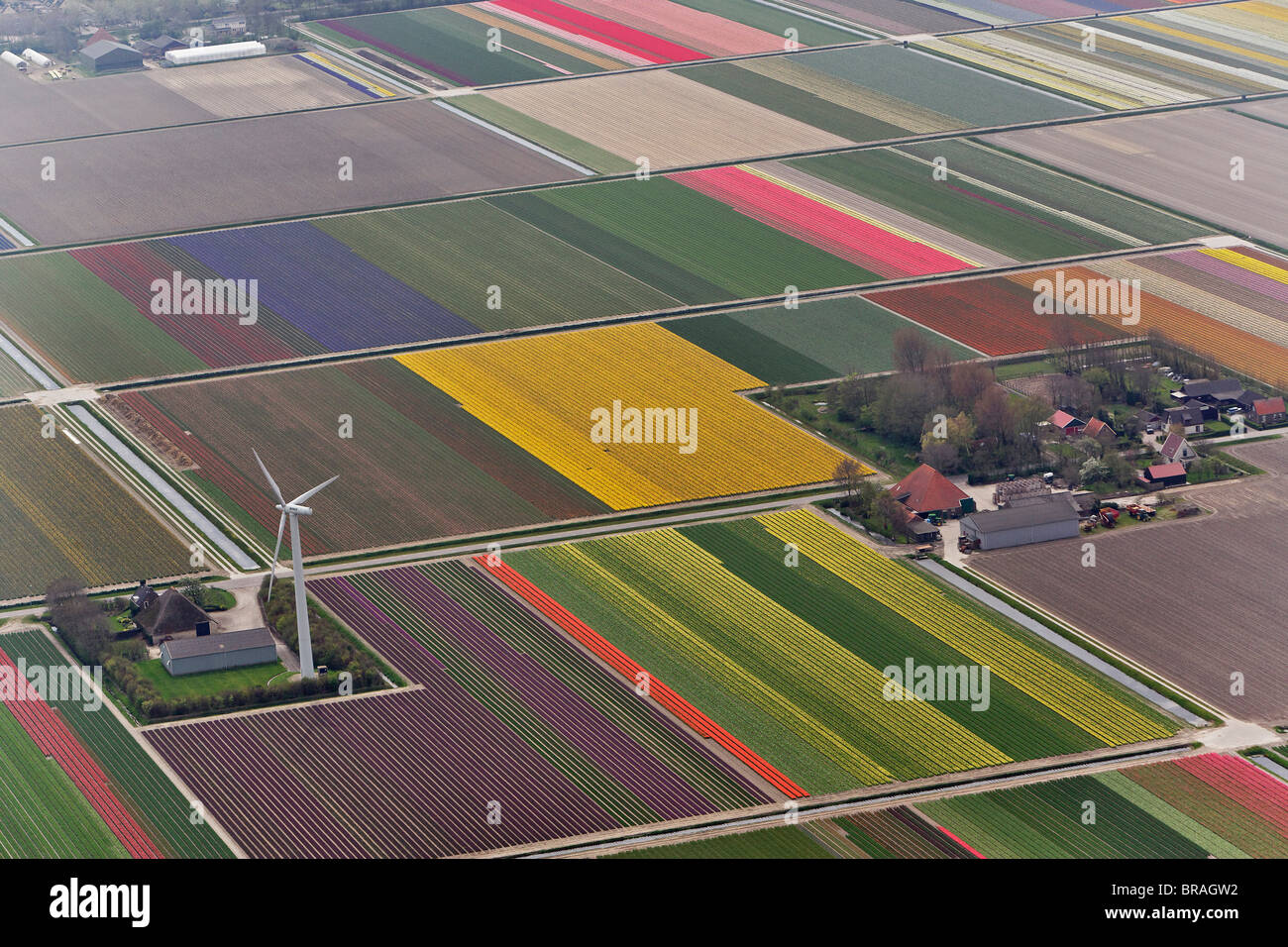 Aerial view of tulip and hyacinth flower fields and wind turbines ...
