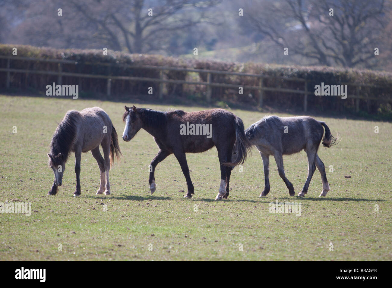 Three Welsh Mountain yearling ponies Stock Photo - Alamy