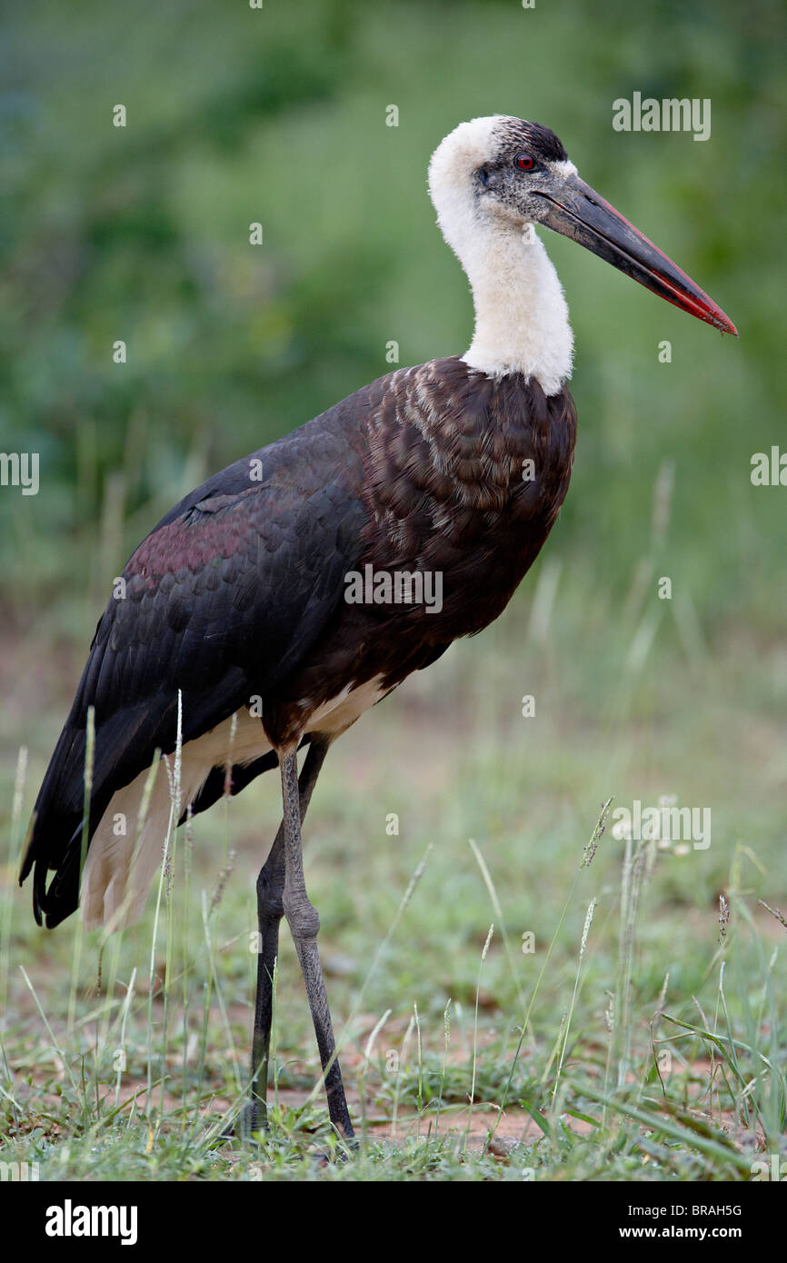 Woolly necked stork hi-res stock photography and images - Alamy