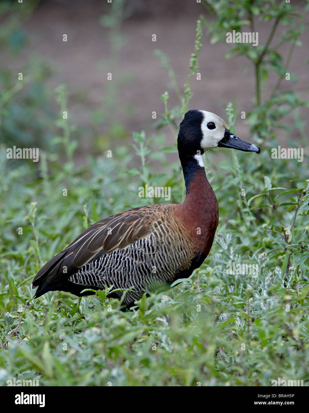White faced whistling duck hi-res stock photography and images - Alamy