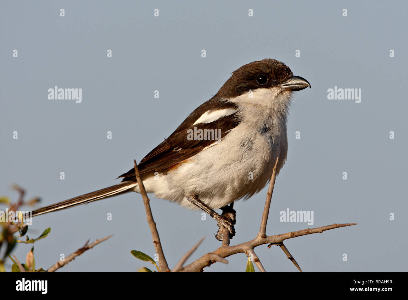 Fiscal Shrike (Common Fiscal) (Lanius collaris), Addo Elephant National ...