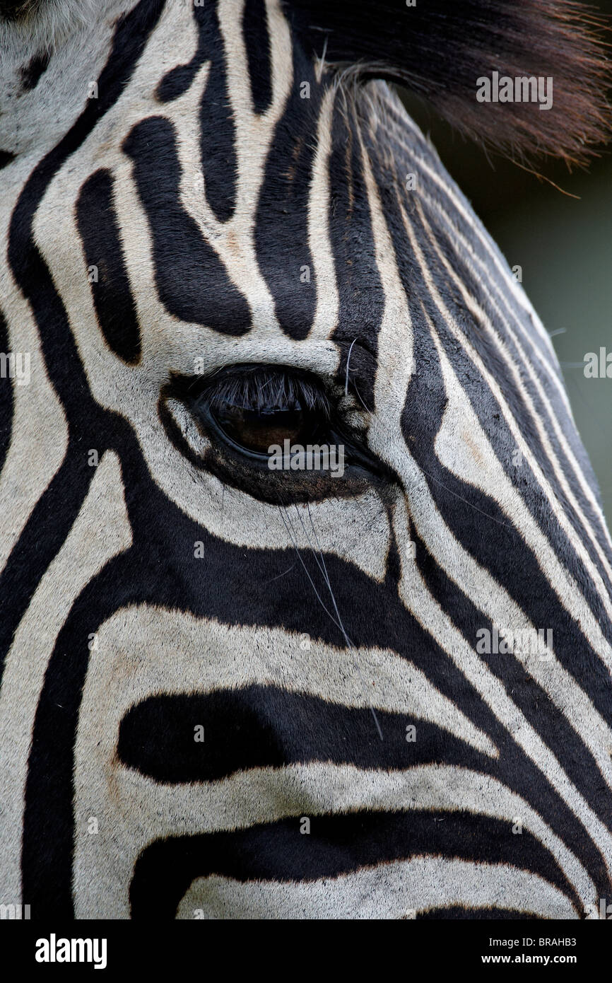 Chapmans zebra hi-res stock photography and images - Alamy