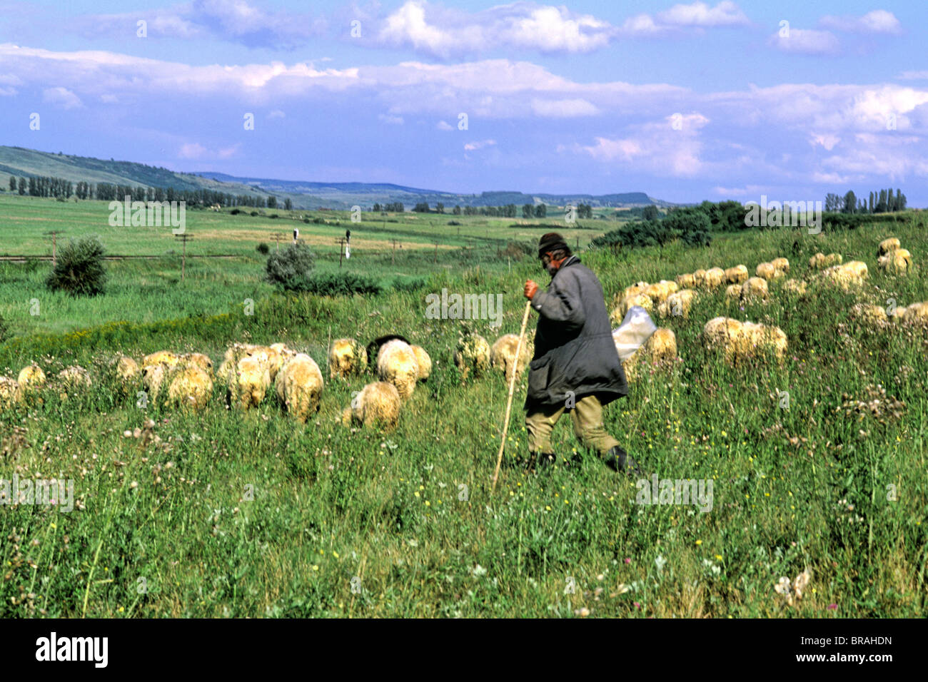 Croatia beautiful coast older sheep herder near Dubrovnik Croatia Stock ...