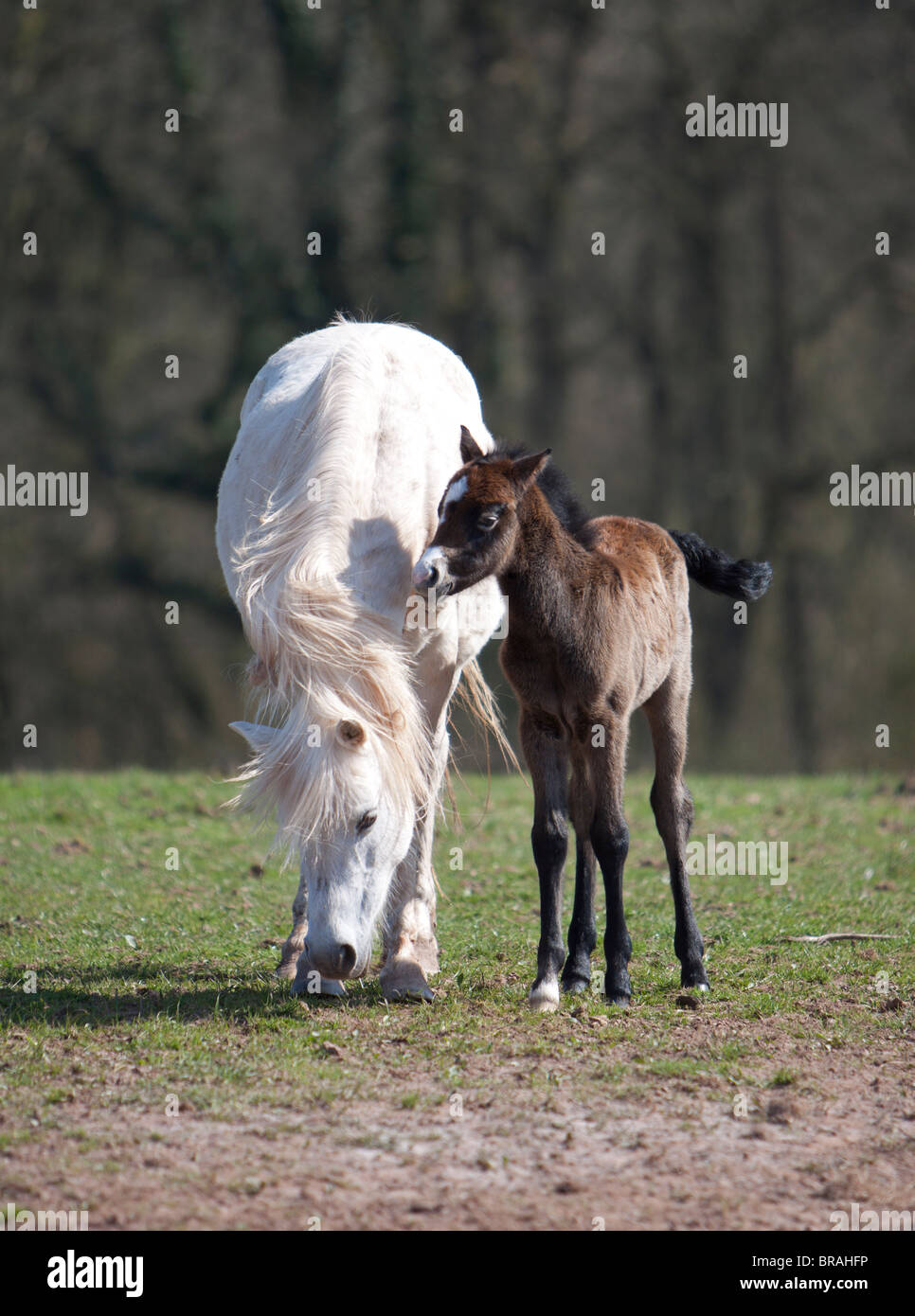 Animals horses welsh pony mare and foal hi-res stock photography and ...
