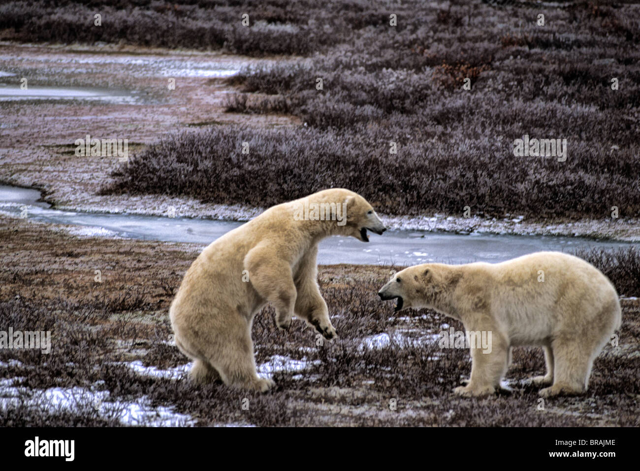 Polar Bear Close Encounter As Bears Play Fight Next To Tundra Buggies