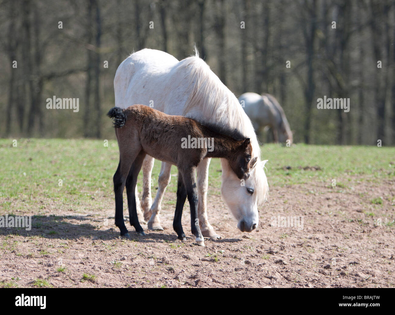 Grey Welsh Mountain pony mare with her very young brown foal Stock ...