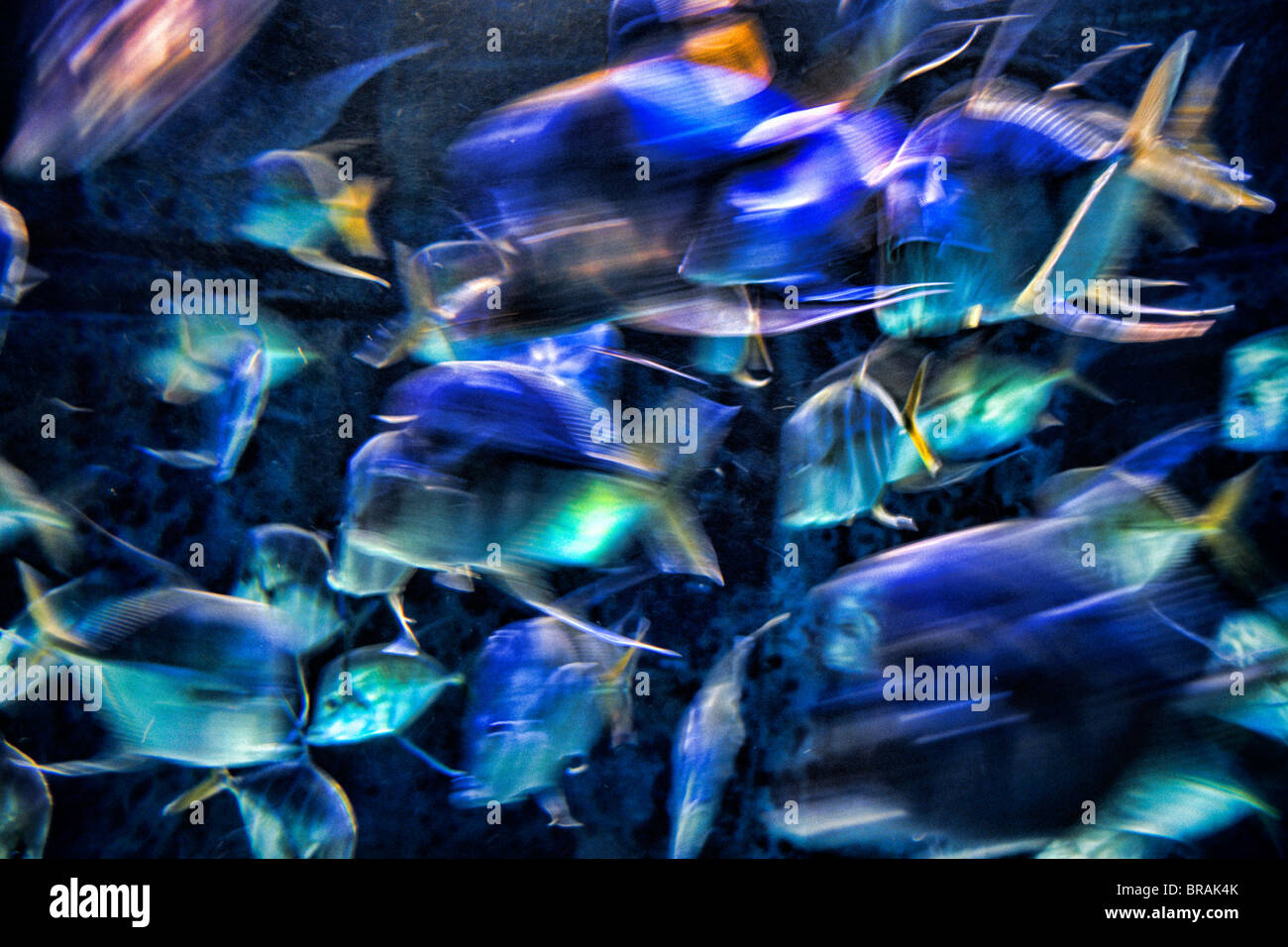 Bahamas Fish Atlantis Aquarium High Resolution Stock Photography and ...