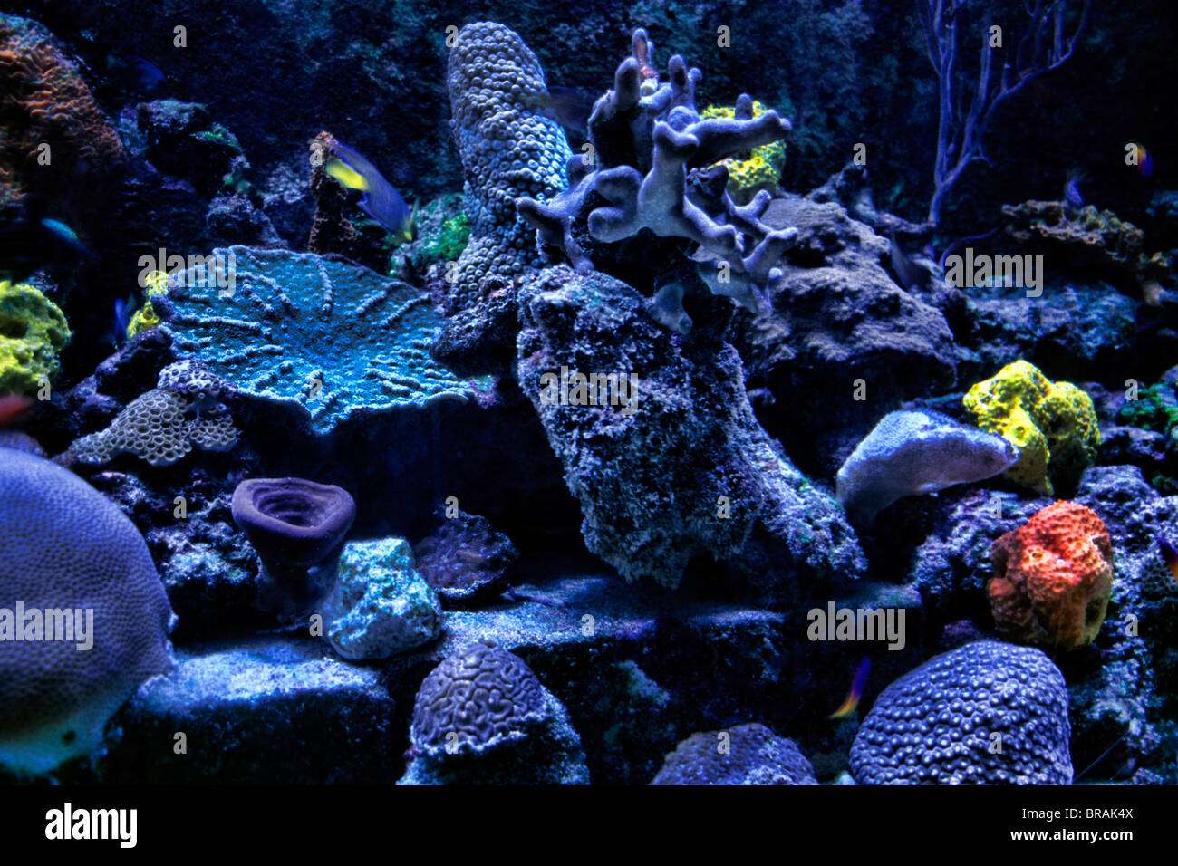 Bahamas Fish Atlantis Aquarium High Resolution Stock Photography and ...