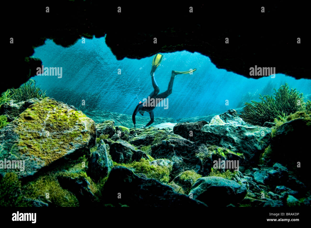 School teachers snorkeling with the Manatees at Crystal River Florida ...