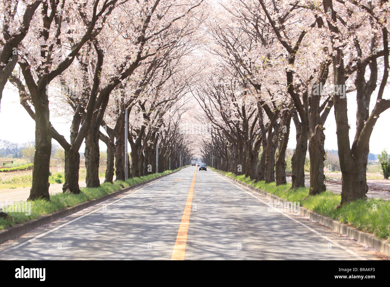 Sakura line hi-res stock photography and images - Alamy