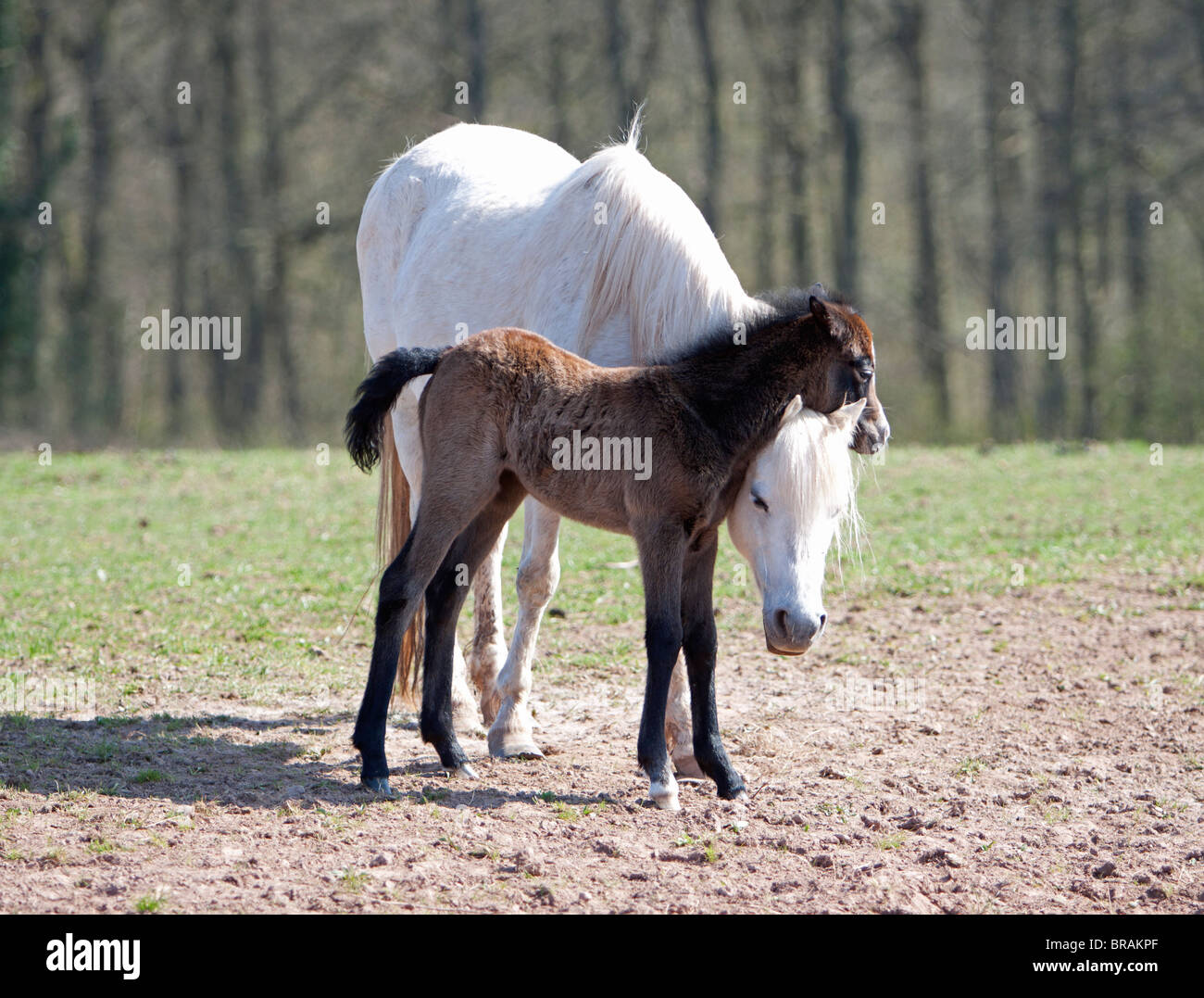 Grey Welsh Mountain pony mare with her very young brown foal Stock ...