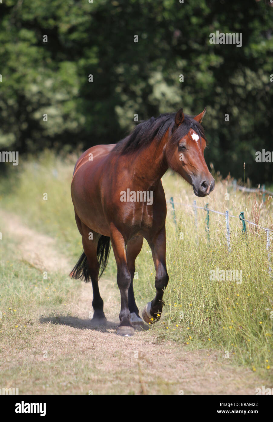 A beautiful bay Welsh Cob walking towards the camera Stock Photo - Alamy