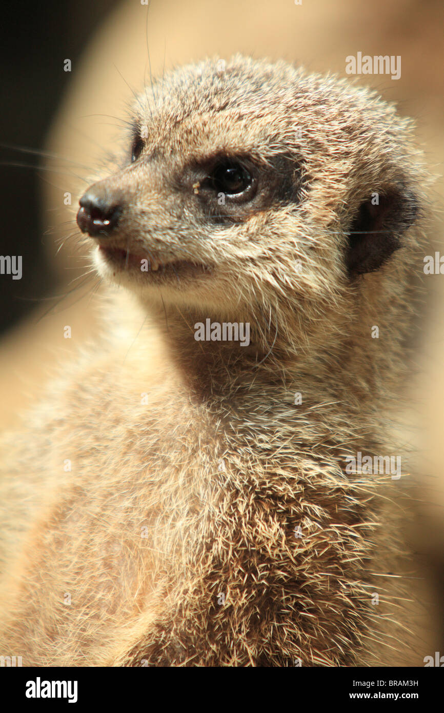 Alert animal hi-res stock photography and images - Alamy