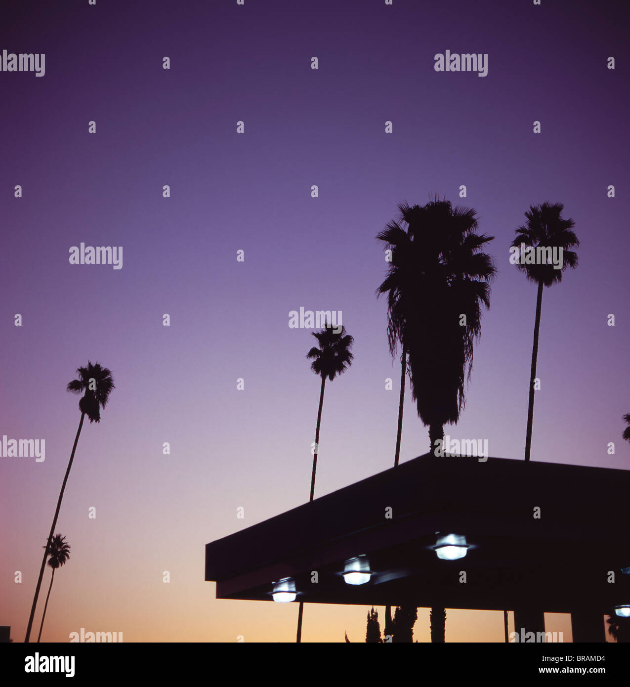 Pasadena palm trees hi-res stock photography and images - Alamy