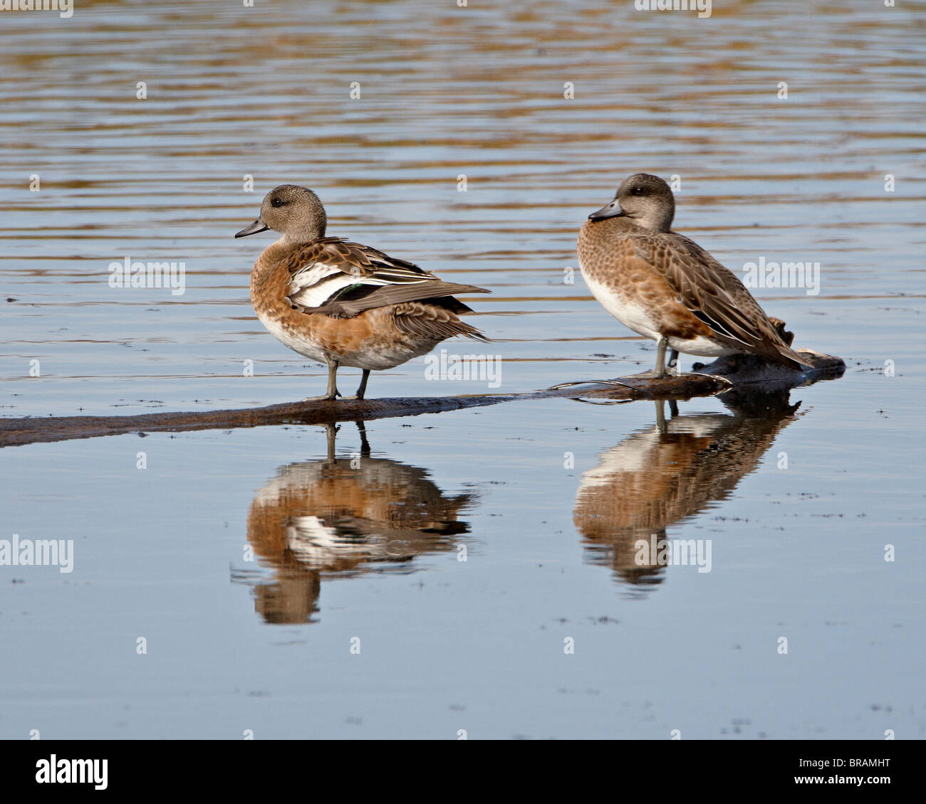 Two female American Wigeon (American Widgeon) (Baldpate) (Anas ...