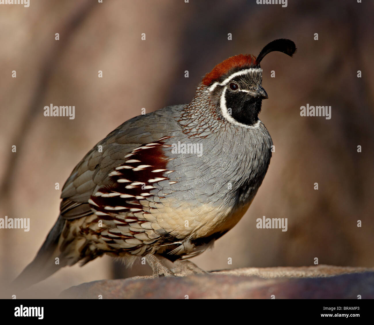 Male Gambel's Quail (Callipepla gambelii) in captivity, Arizona Sonora ...