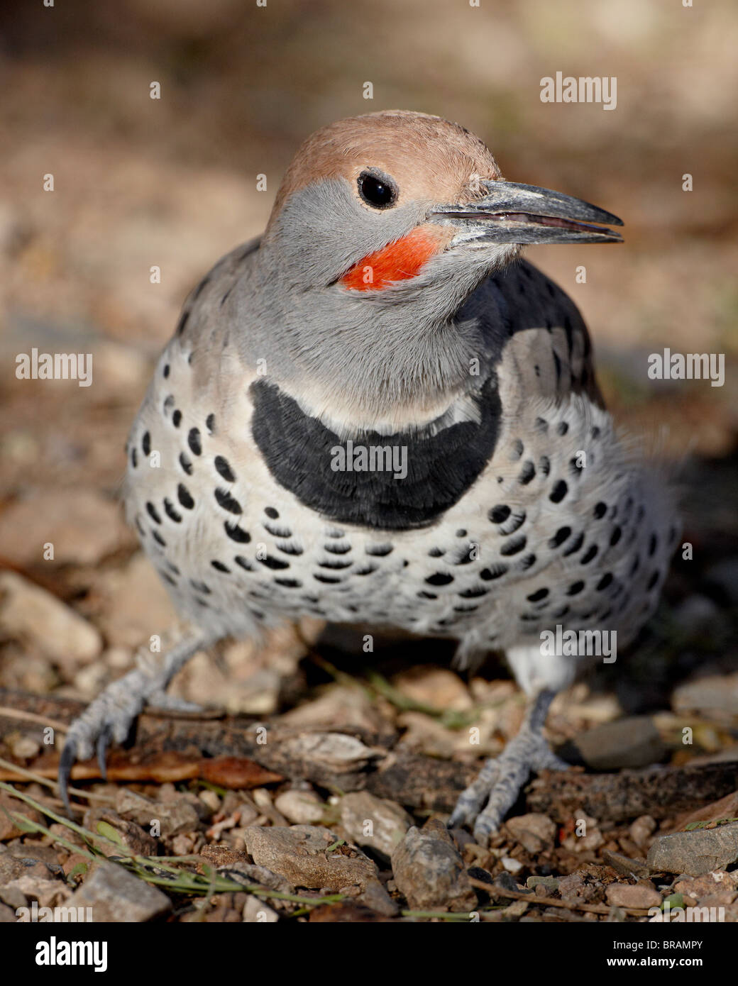 Arizona sonora desert museum captive hi-res stock photography and ...