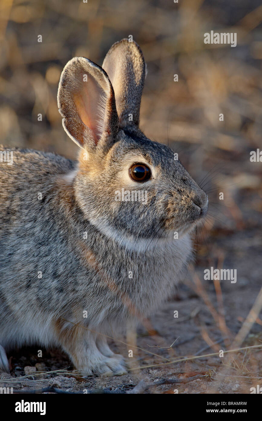 Sylvilagus Audubonii High Resolution Stock Photography and Images - Alamy