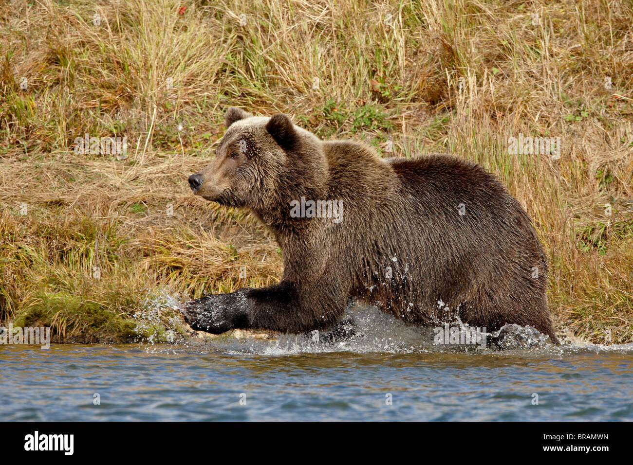 Running through water splash hi-res stock photography and images - Alamy