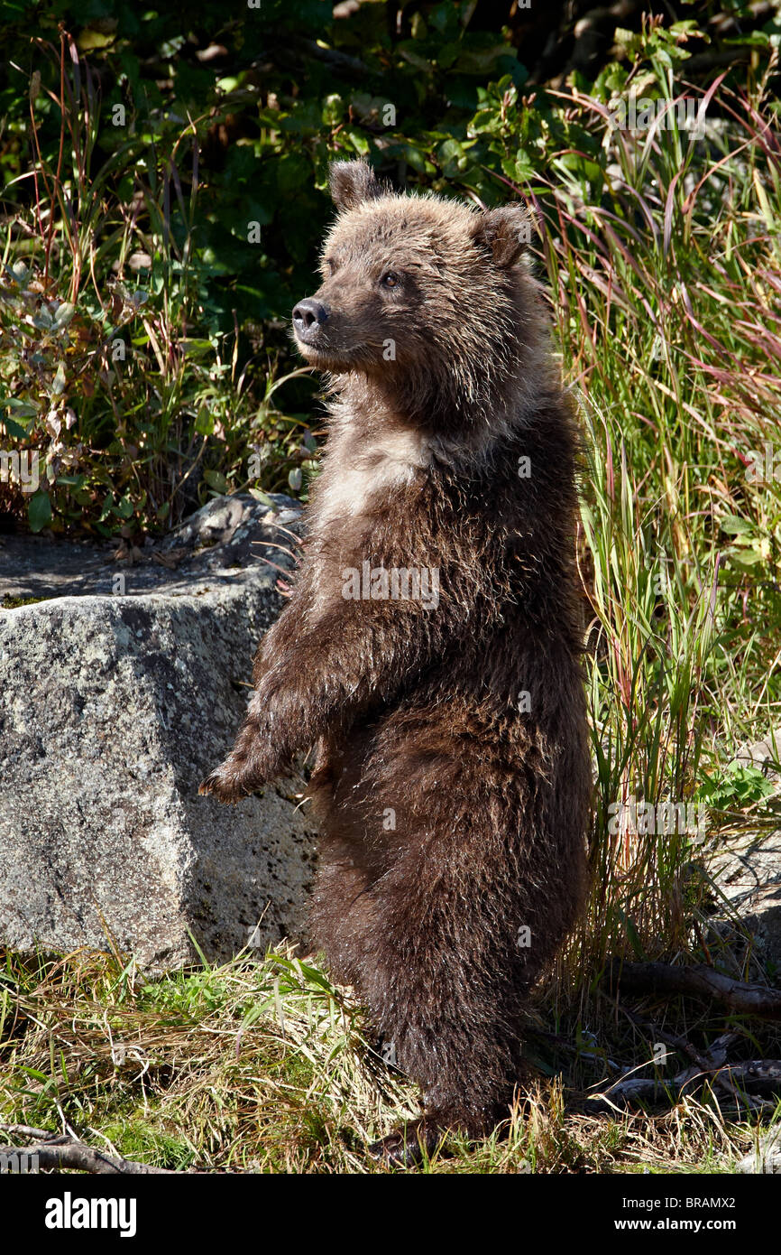 Brown bear standing up hi-res stock photography and images - Alamy