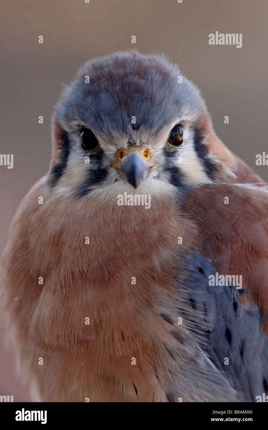 American Kestrel (Sparrow Hawk) (Falco sparverius) in captivity ...